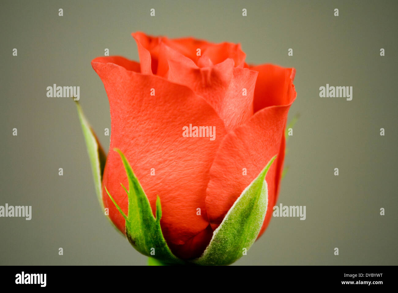 Single red rose Stock Photo - Alamy