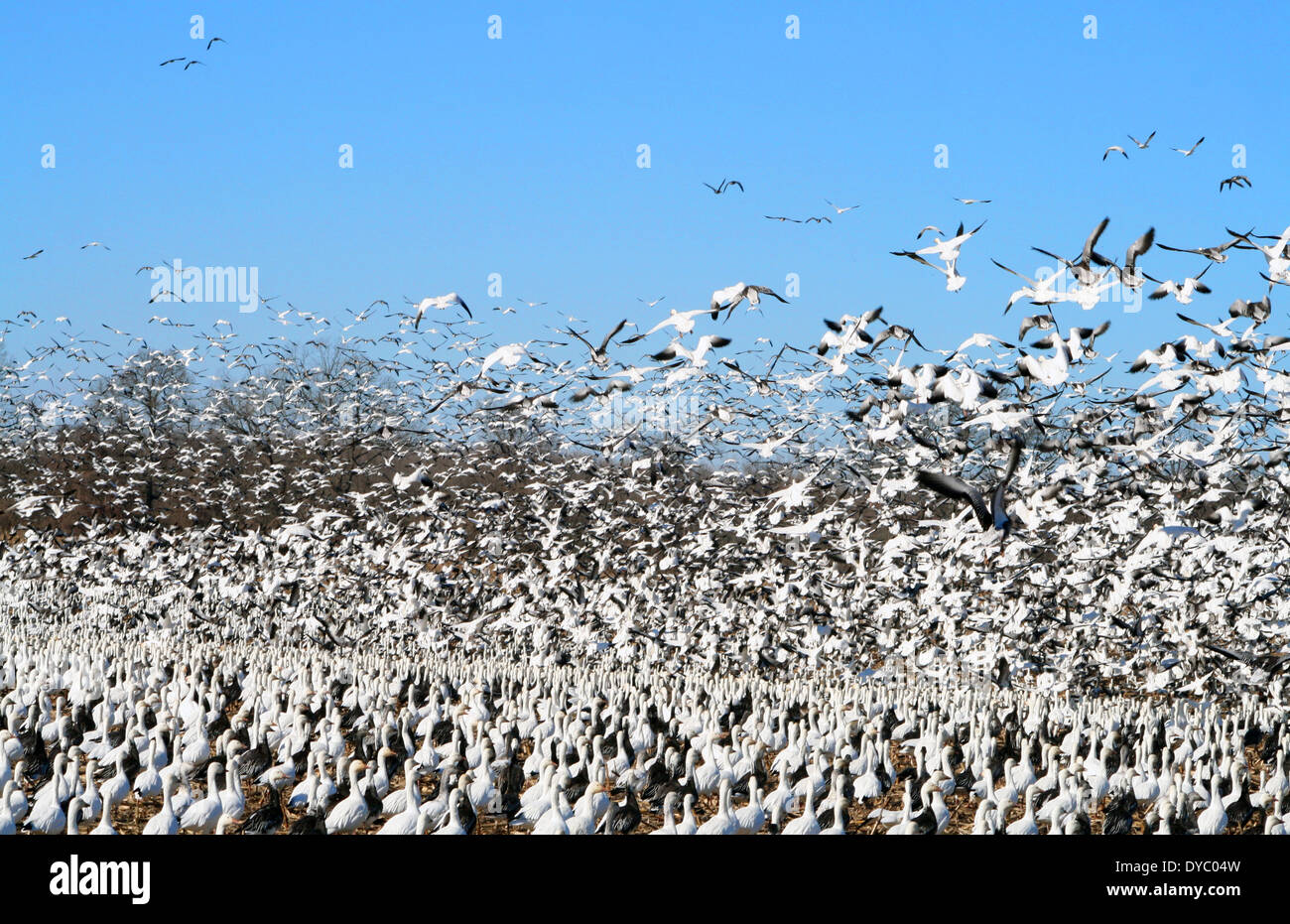 thousands of migrating geese in a field in Illinois, USA Stock Photo ...