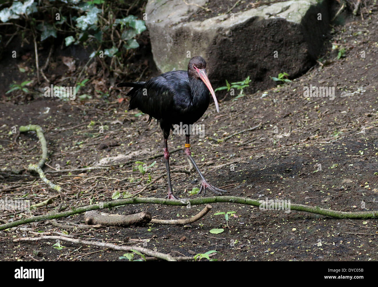 Puna ibis hi-res stock photography and images - Alamy