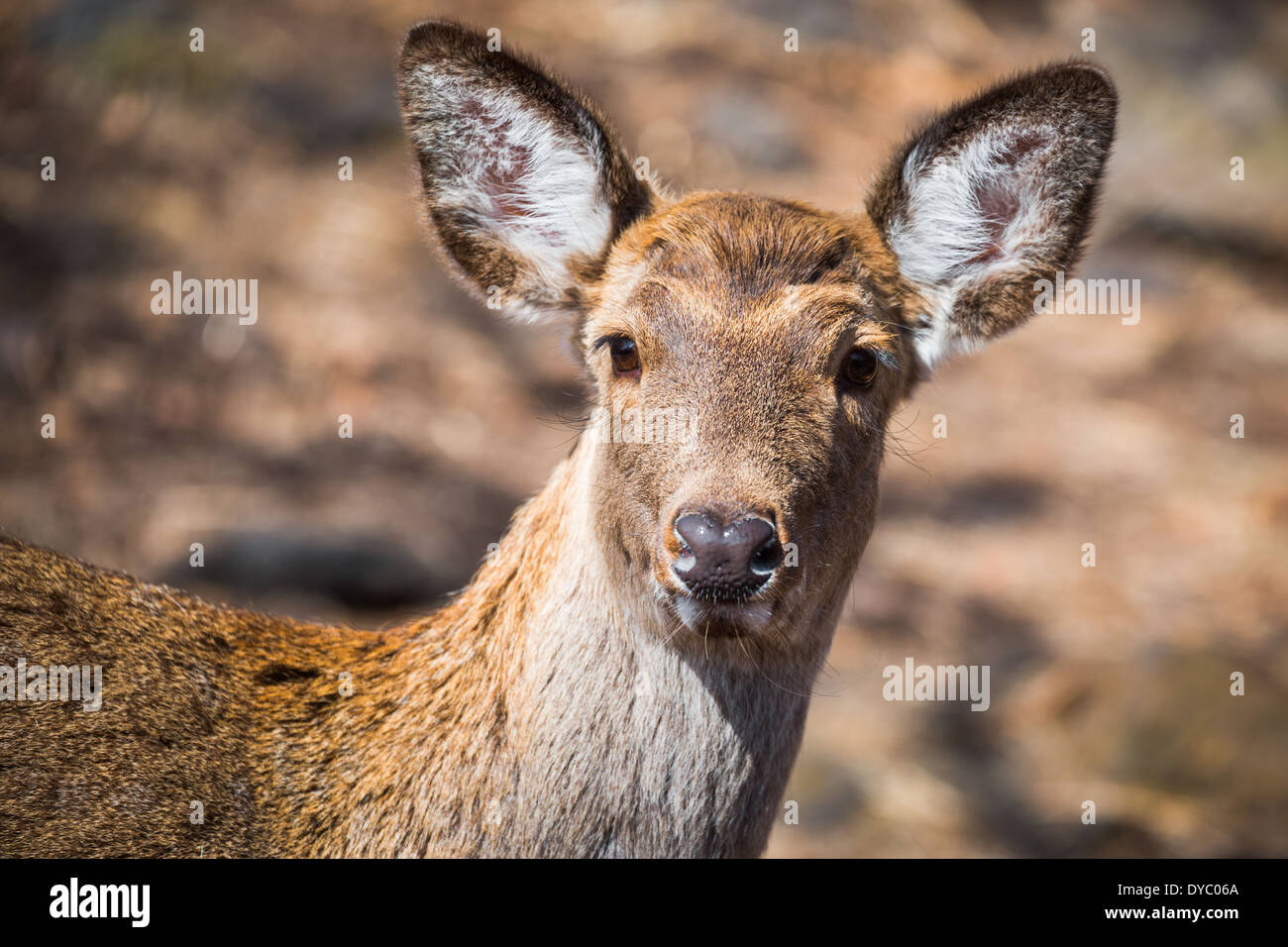 Hornless hi-res stock photography and images - Alamy
