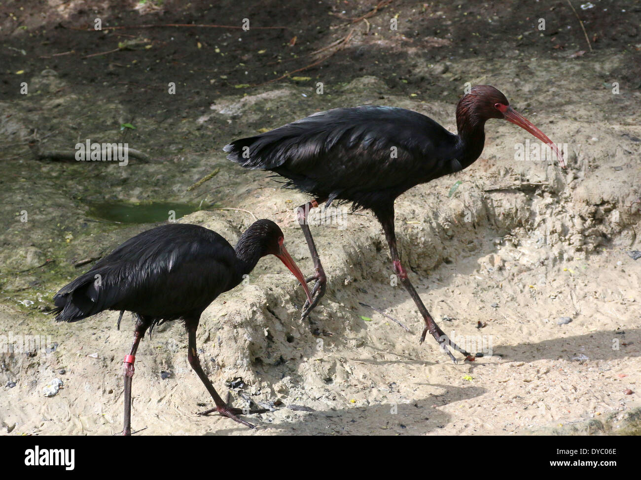 Two Puna Ibises (Plegadis ridgwayi) walking near water's edge Stock ...