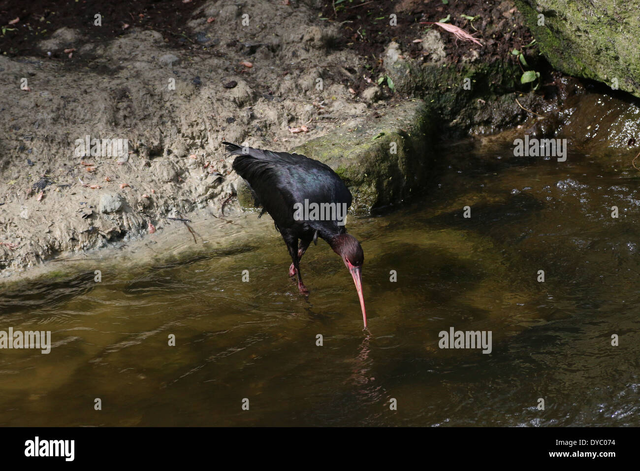 Puna Ibis (Plegadis ridgwayi Stock Photo - Alamy