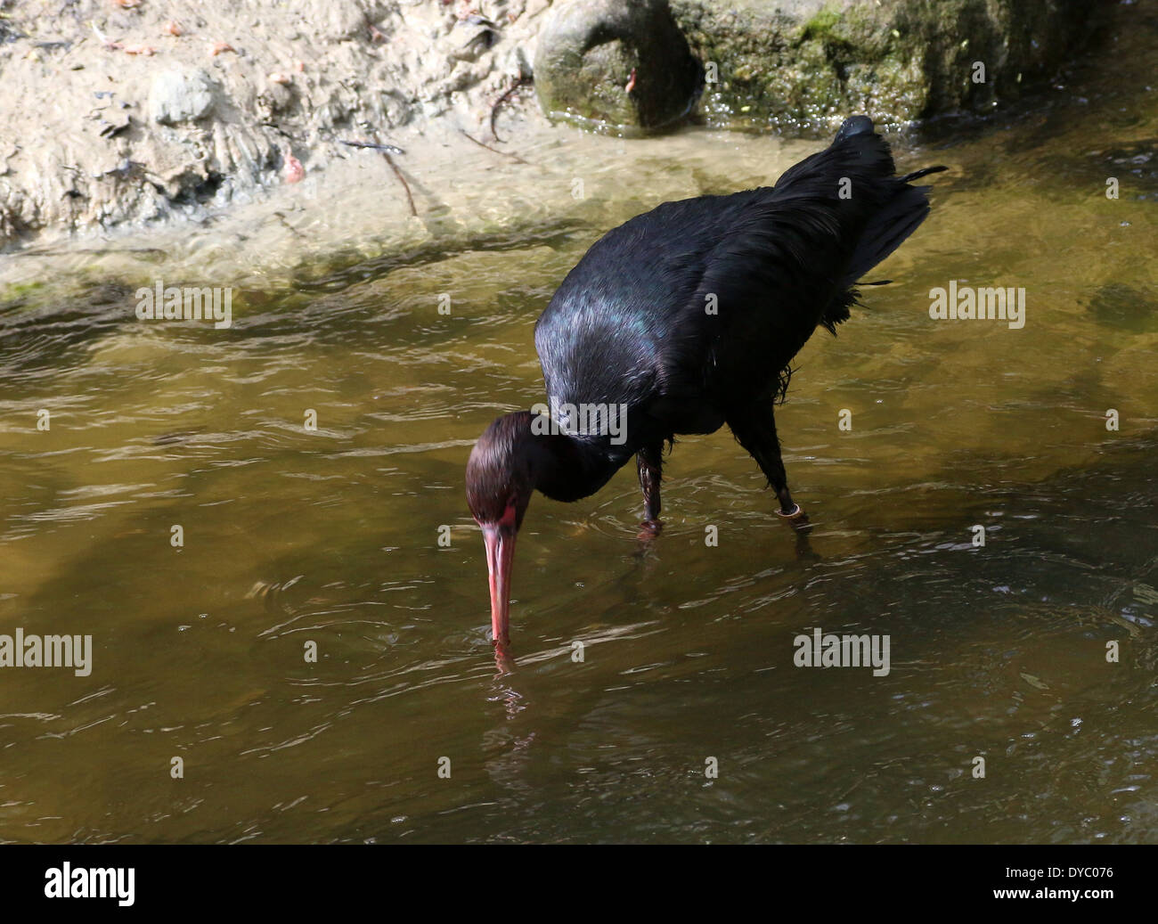 Puna ibis hi-res stock photography and images - Alamy