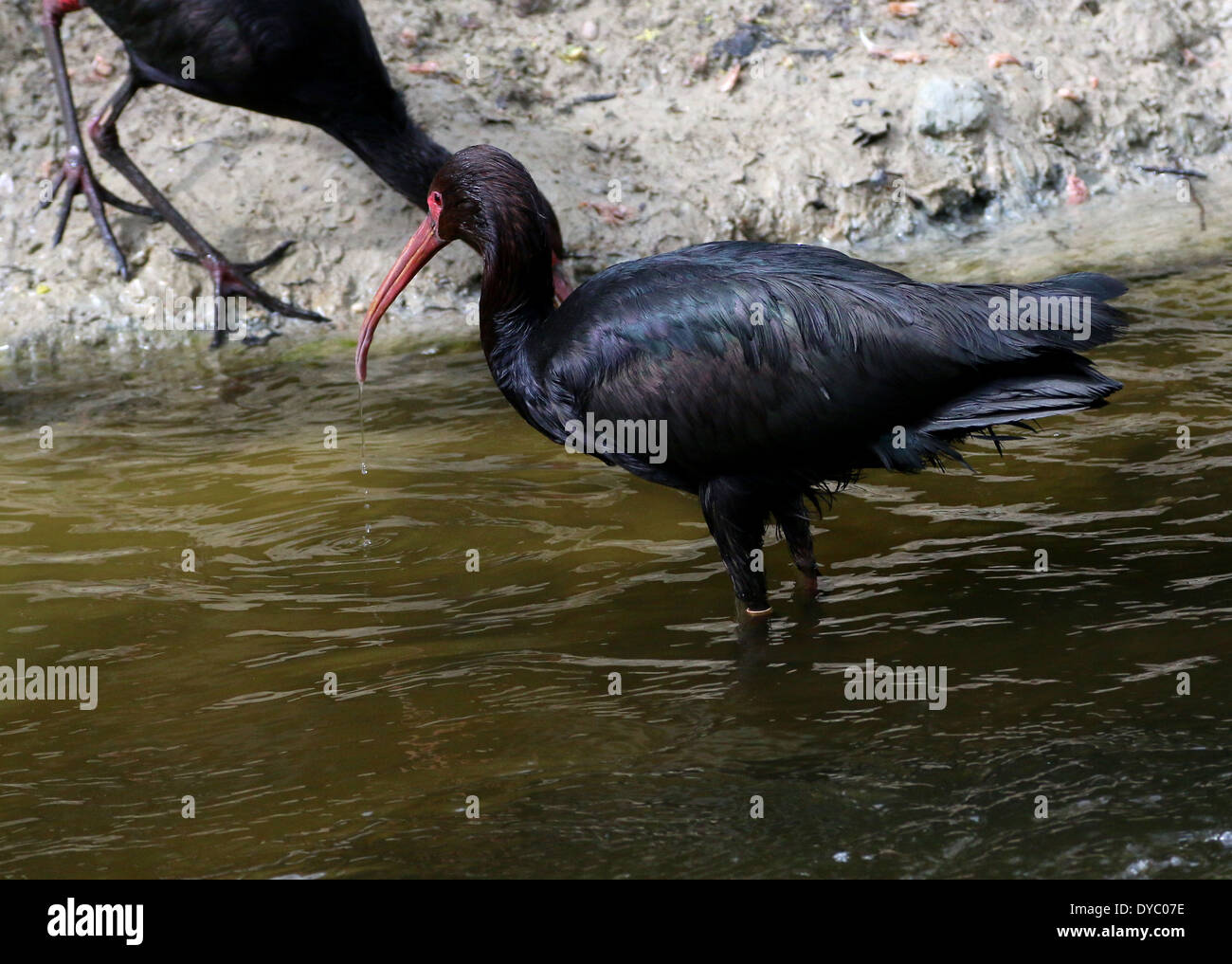Puna Ibis (Plegadis ridgwayi Stock Photo - Alamy