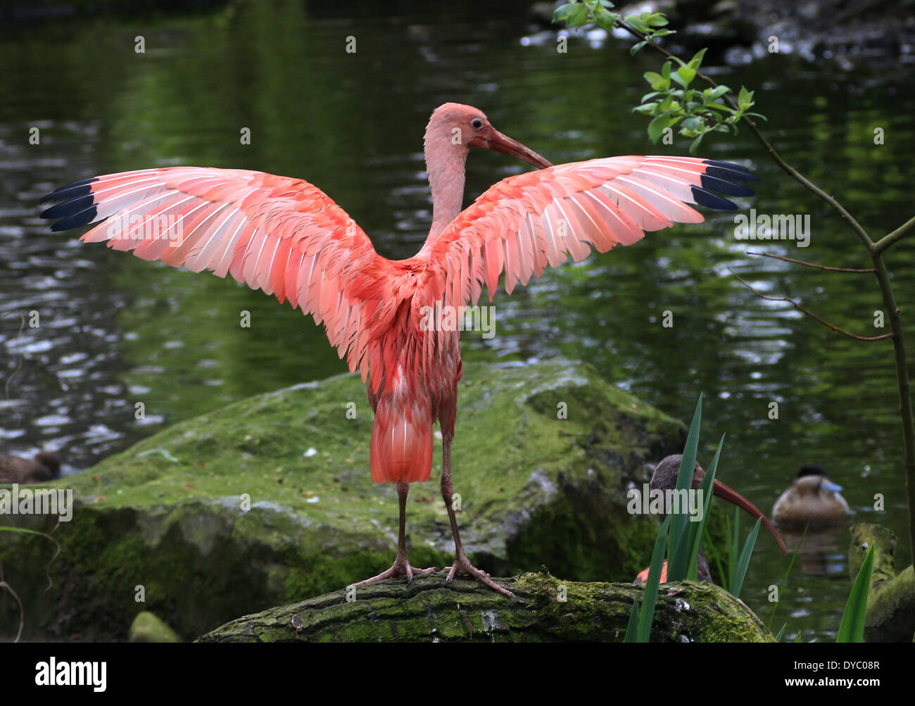 Drying up feathers hi-res stock photography and images - Alamy