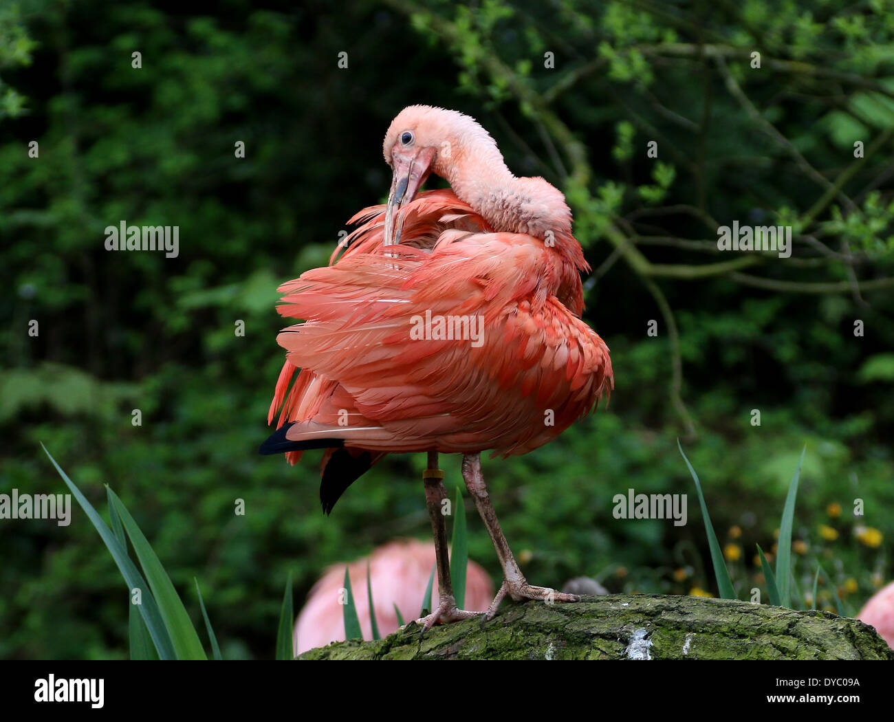 Close-up of a Scarlet Ibis (Eudocimus ruber) preening feathers Stock ...