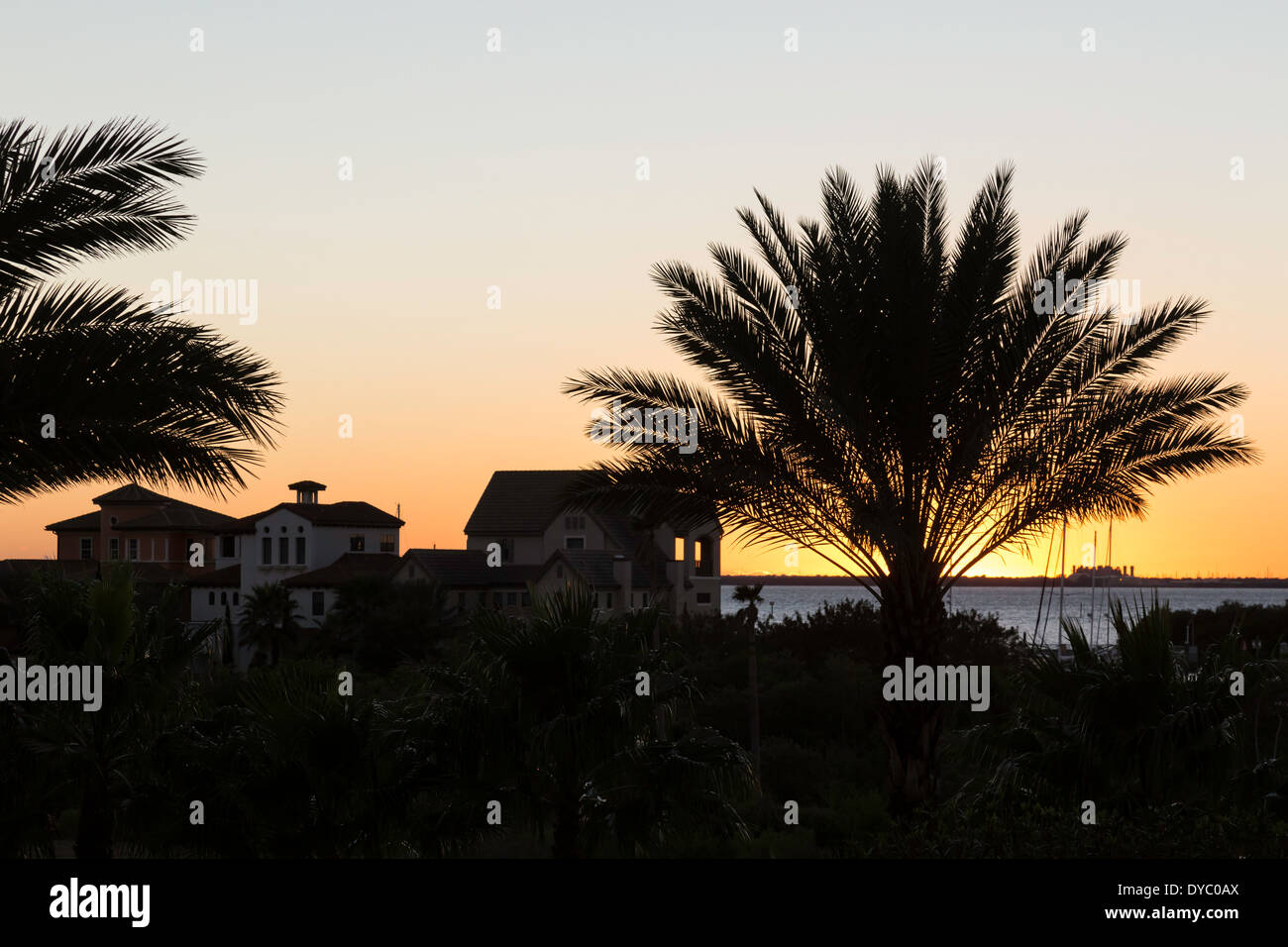 Palm tree in florida tampa hi-res stock photography and images - Alamy