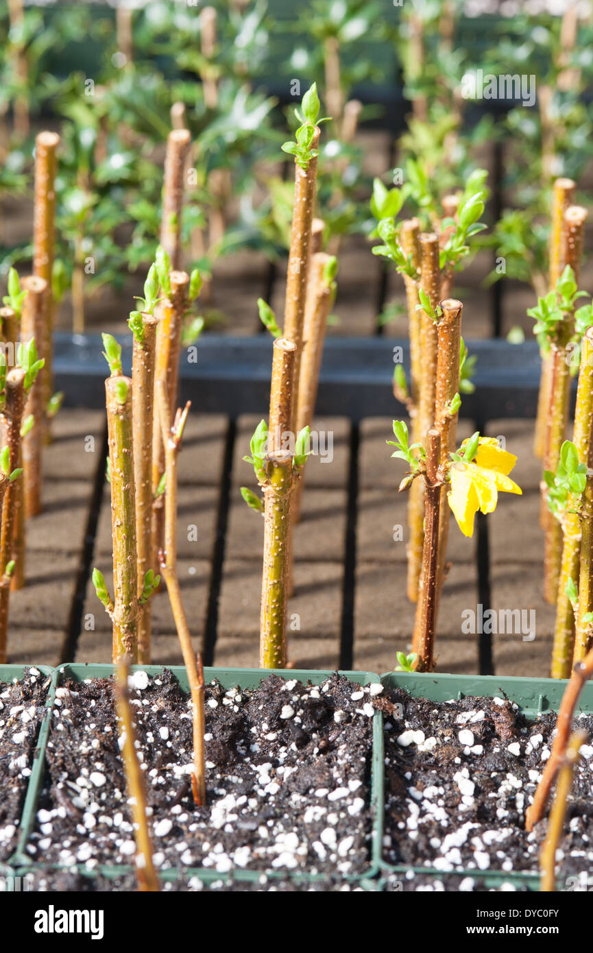 Tree saplings growing in a research greenhouse complex Stock Photo - Alamy