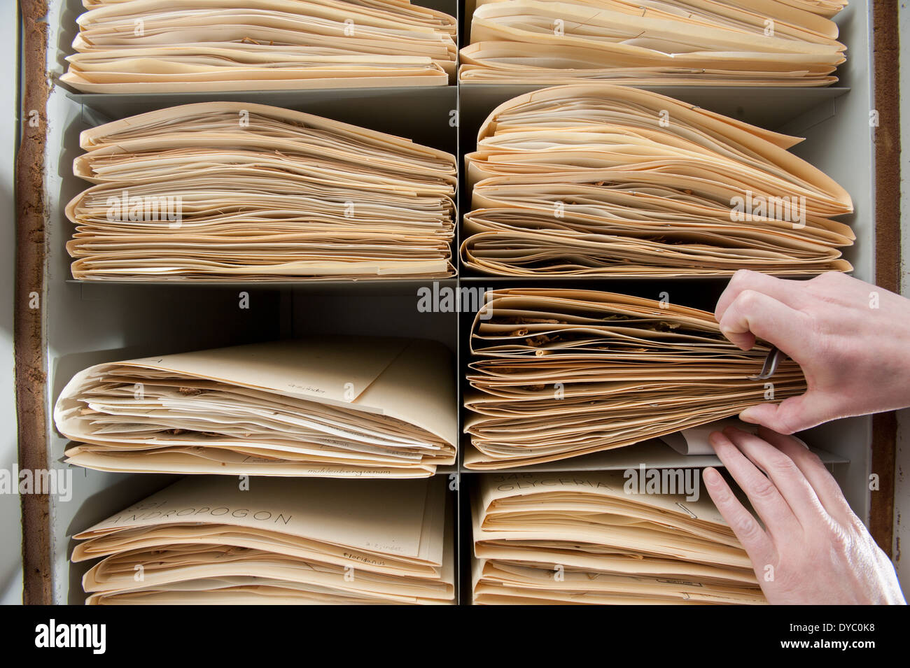 Hand reaching into a filing cabinet to pull a folder Stock Photo - Alamy