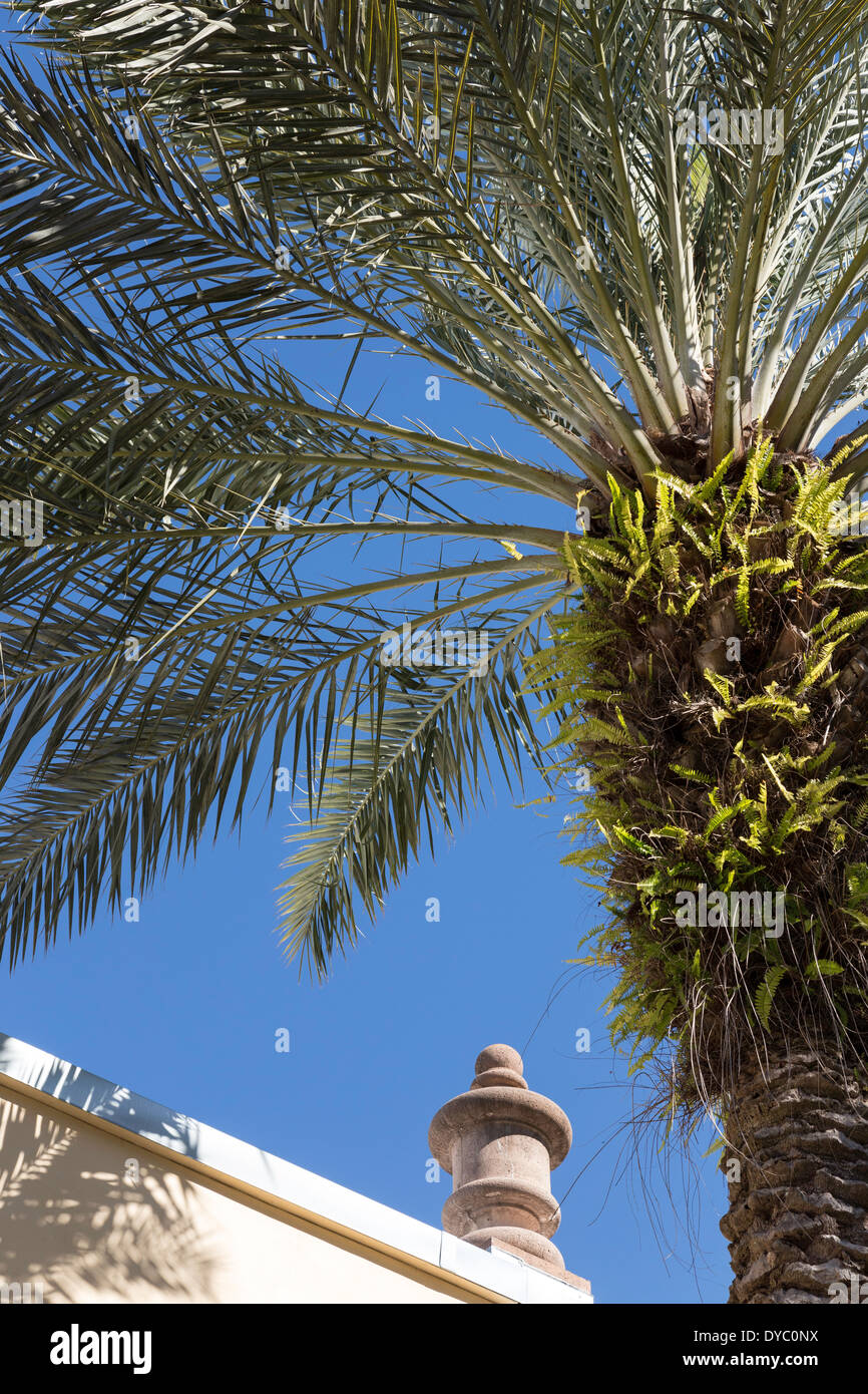 Palm Tree with Stucco Building Detail , Florida, USA Stock Photo - Alamy