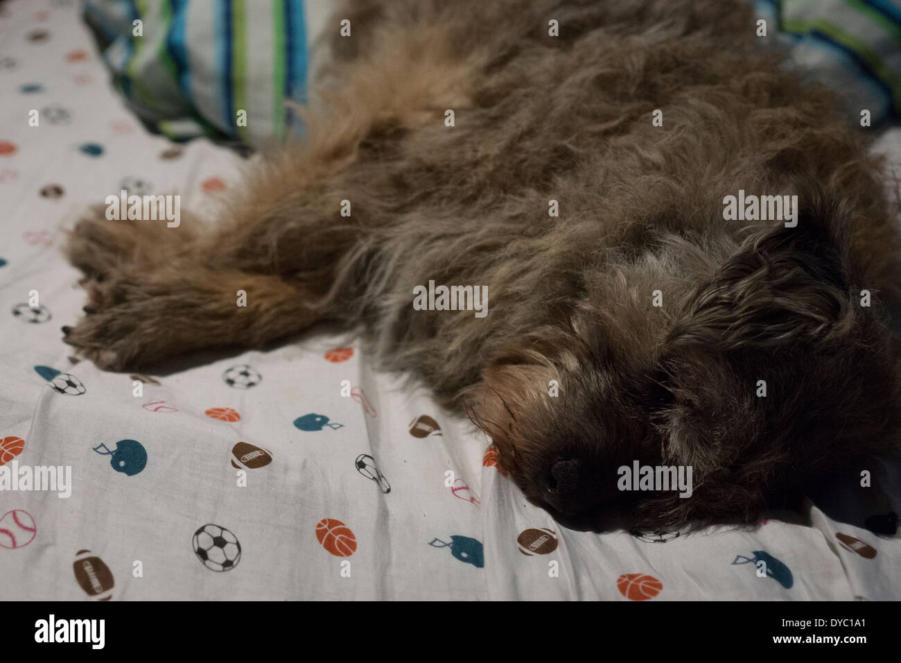 BORDER TERRIER PAW EARS FACE SLEEPING Stock Photo - Alamy