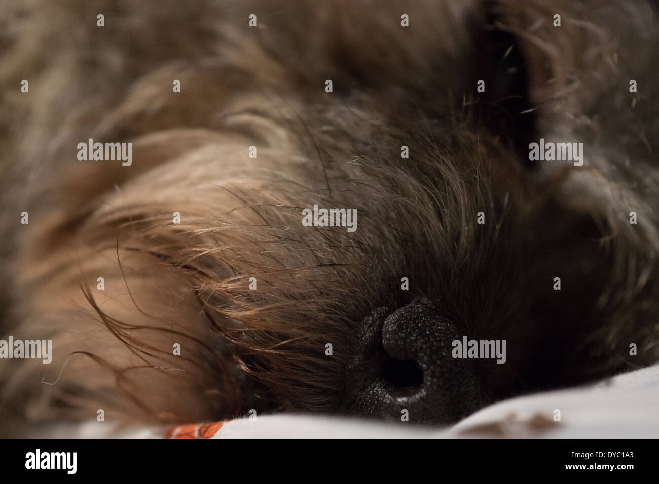 BORDER TERRIER PAW EARS FACE SLEEPING Stock Photo - Alamy