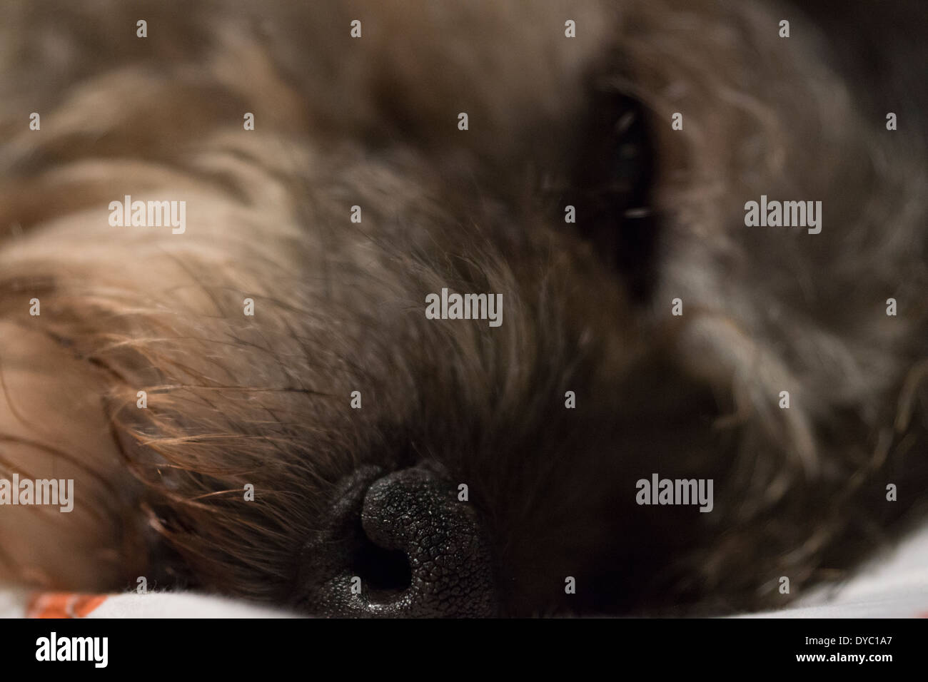 BORDER TERRIER PAW EARS FACE SLEEPING Stock Photo - Alamy