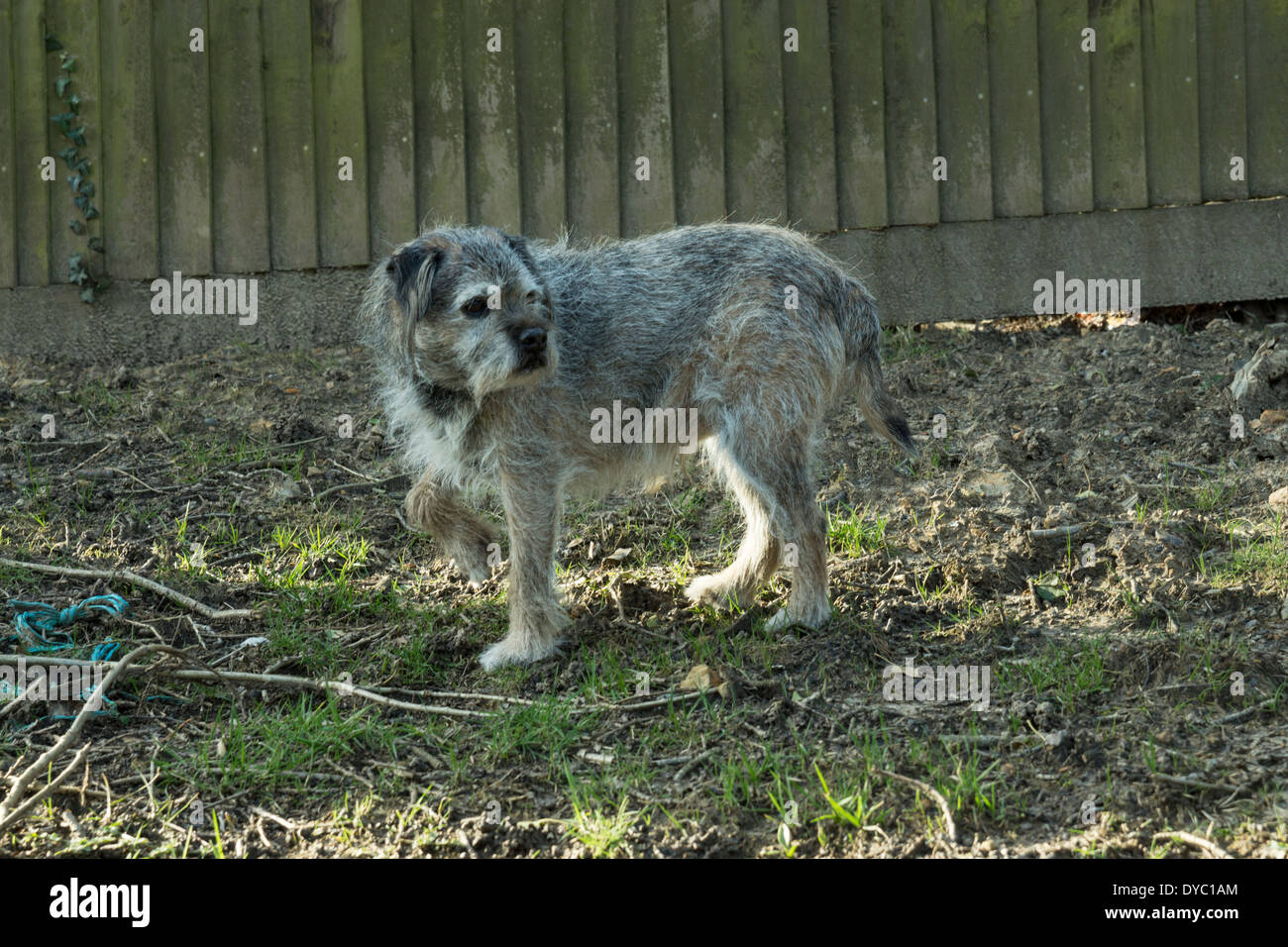 Are Border Terriers Good Hunting Dogs
