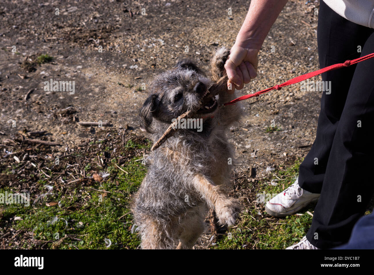 Dog eating a stick hi-res stock photography and images - Alamy