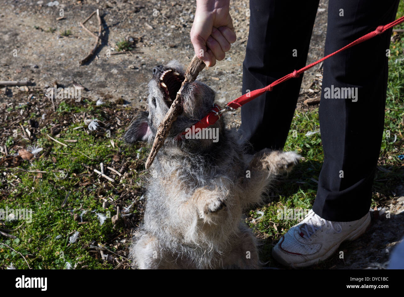 Big stick hi-res stock photography and images - Alamy
