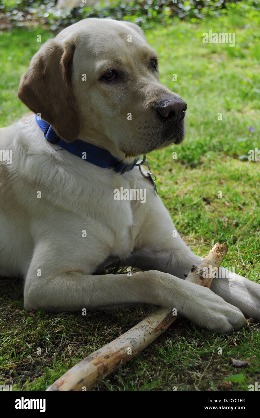 Cute lab hi-res stock photography and images - Alamy
