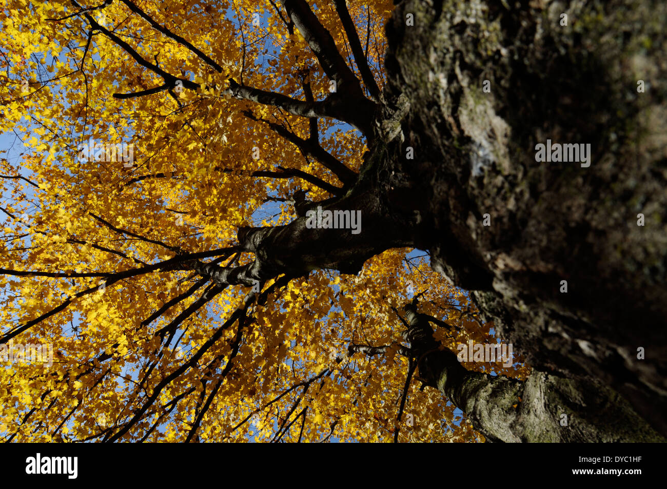 United we fall hi-res stock photography and images - Alamy