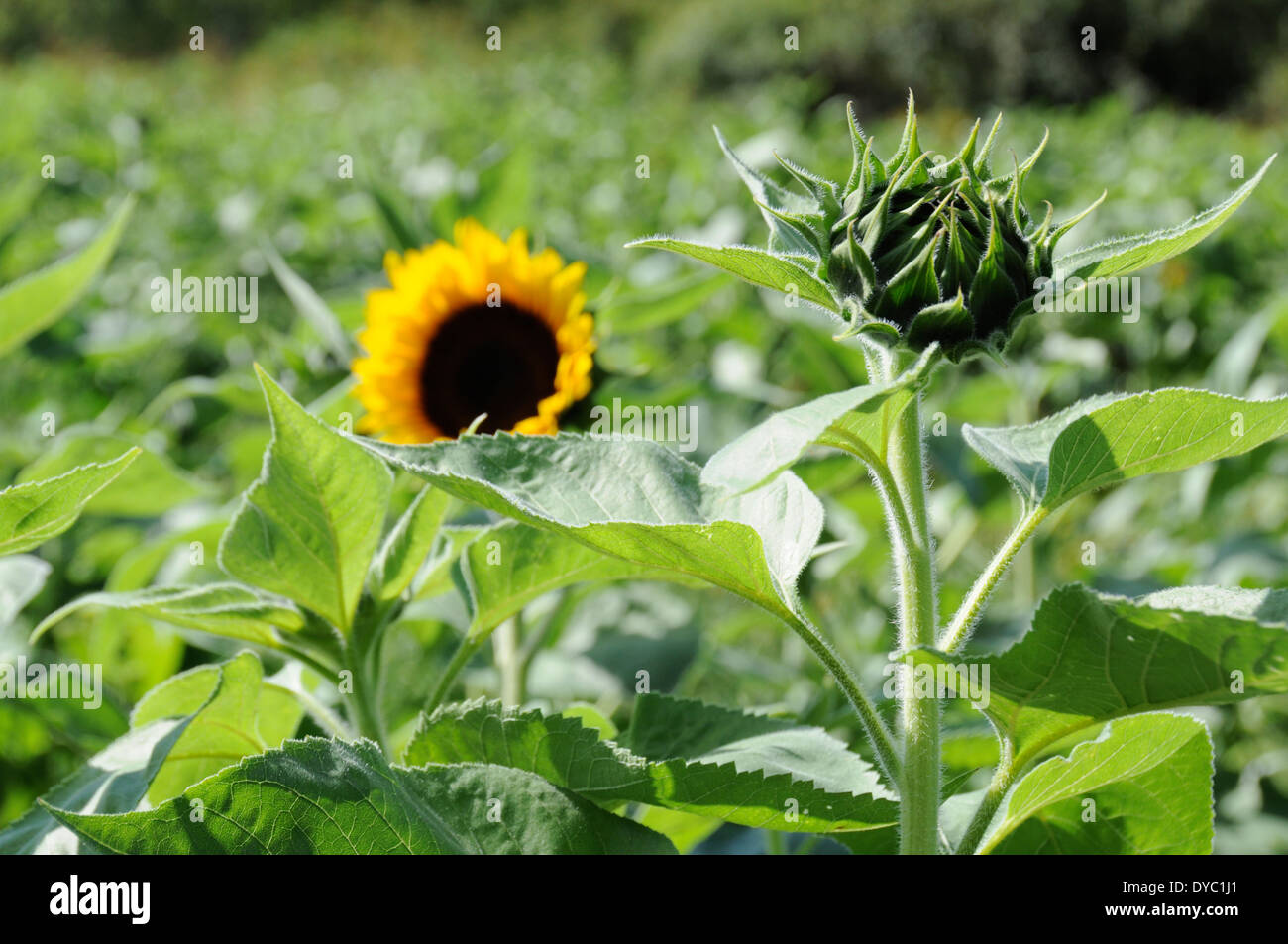 Sunflower life cycle hi-res stock photography and images - Alamy