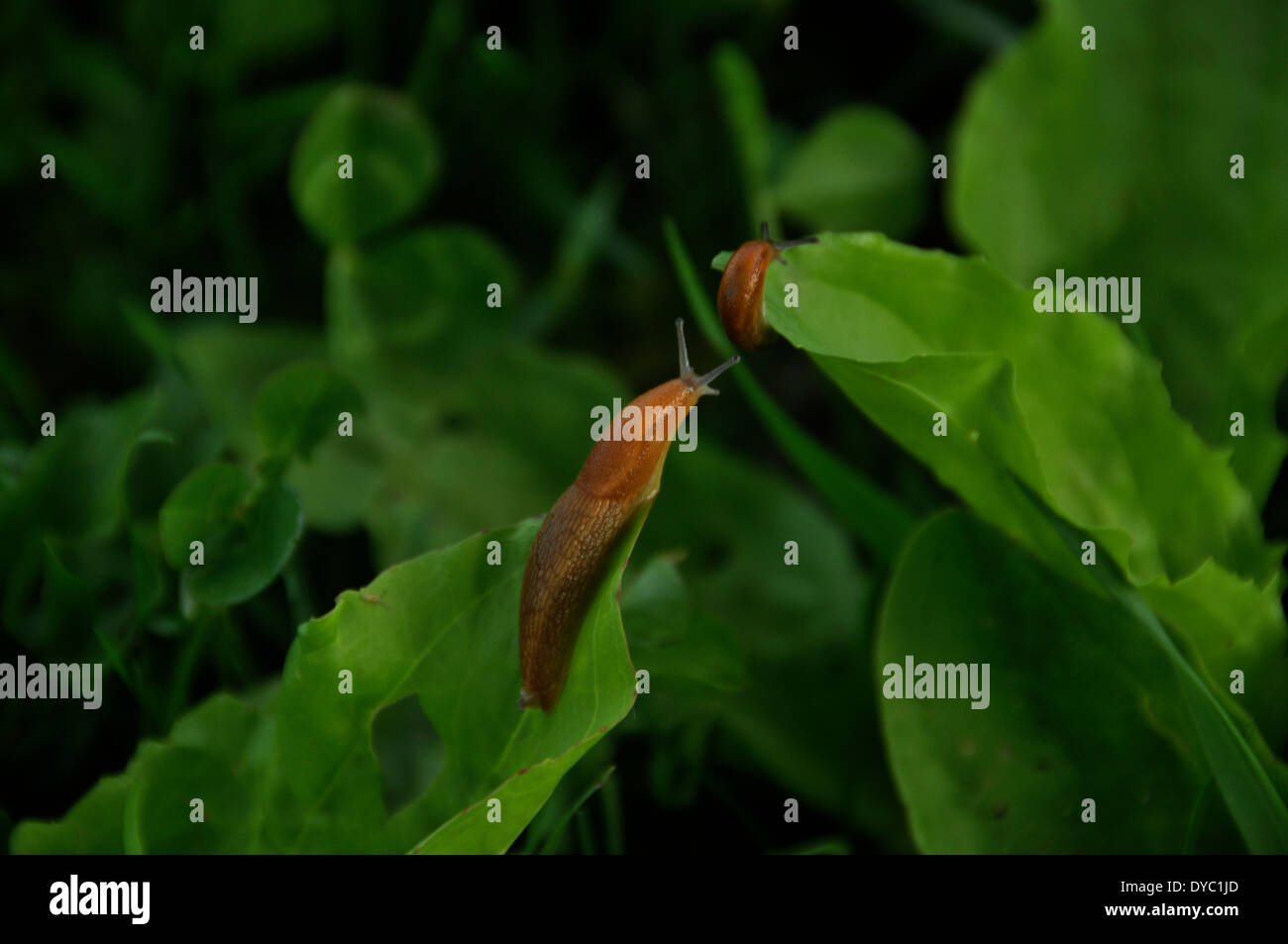 Slugs gardening hi-res stock photography and images - Alamy