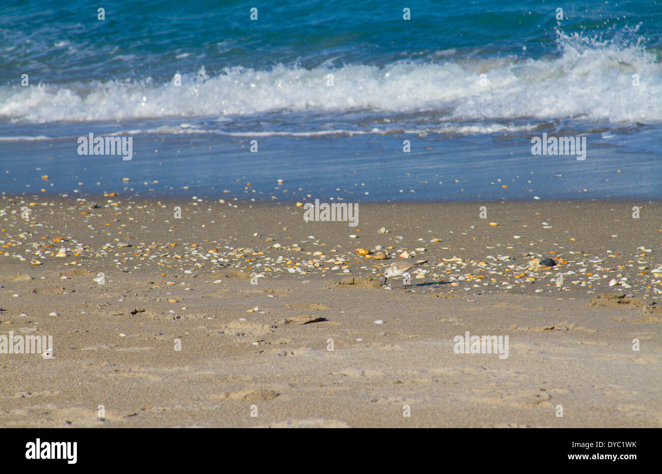 Waves and sand at Jupiter Beach, Florida Stock Photo - Alamy
