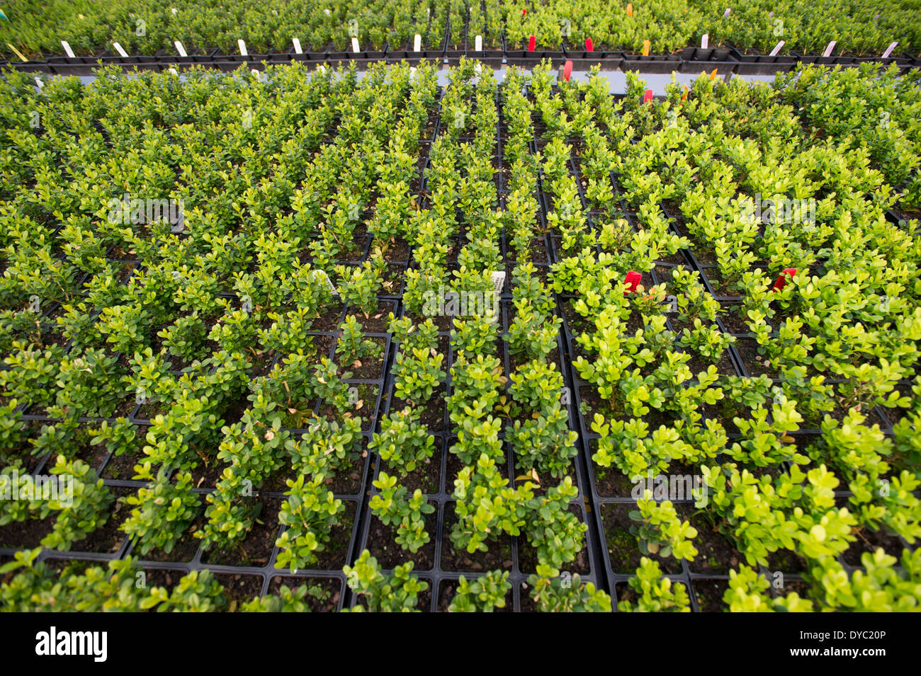 Rows of plants in a greenhouse in a nursery Stock Photo - Alamy