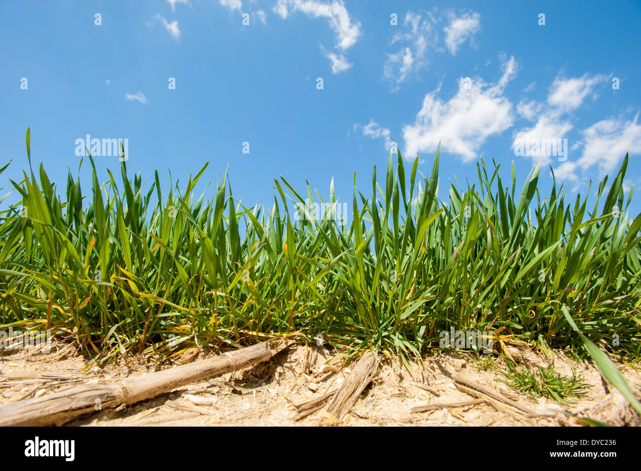 Cover crop,wheat growing Stock Photo - Alamy