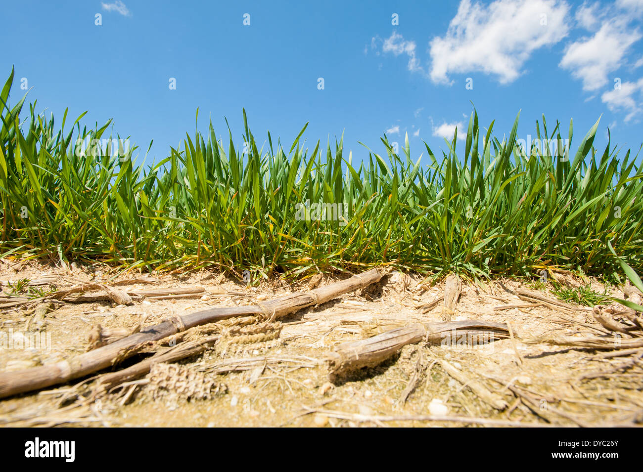 Cover crop,wheat growing Stock Photo - Alamy