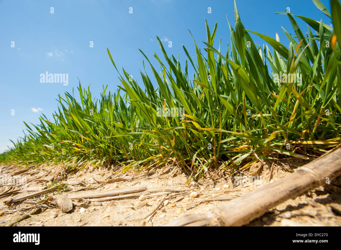 Cover crop,wheat growing Stock Photo - Alamy