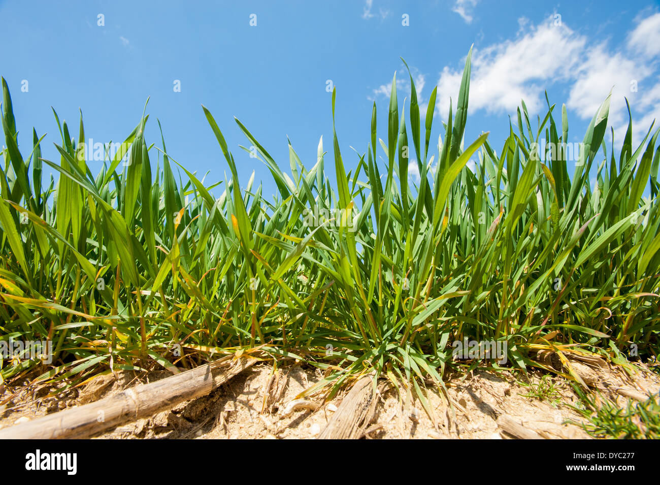 Cover crop,wheat growing Stock Photo - Alamy