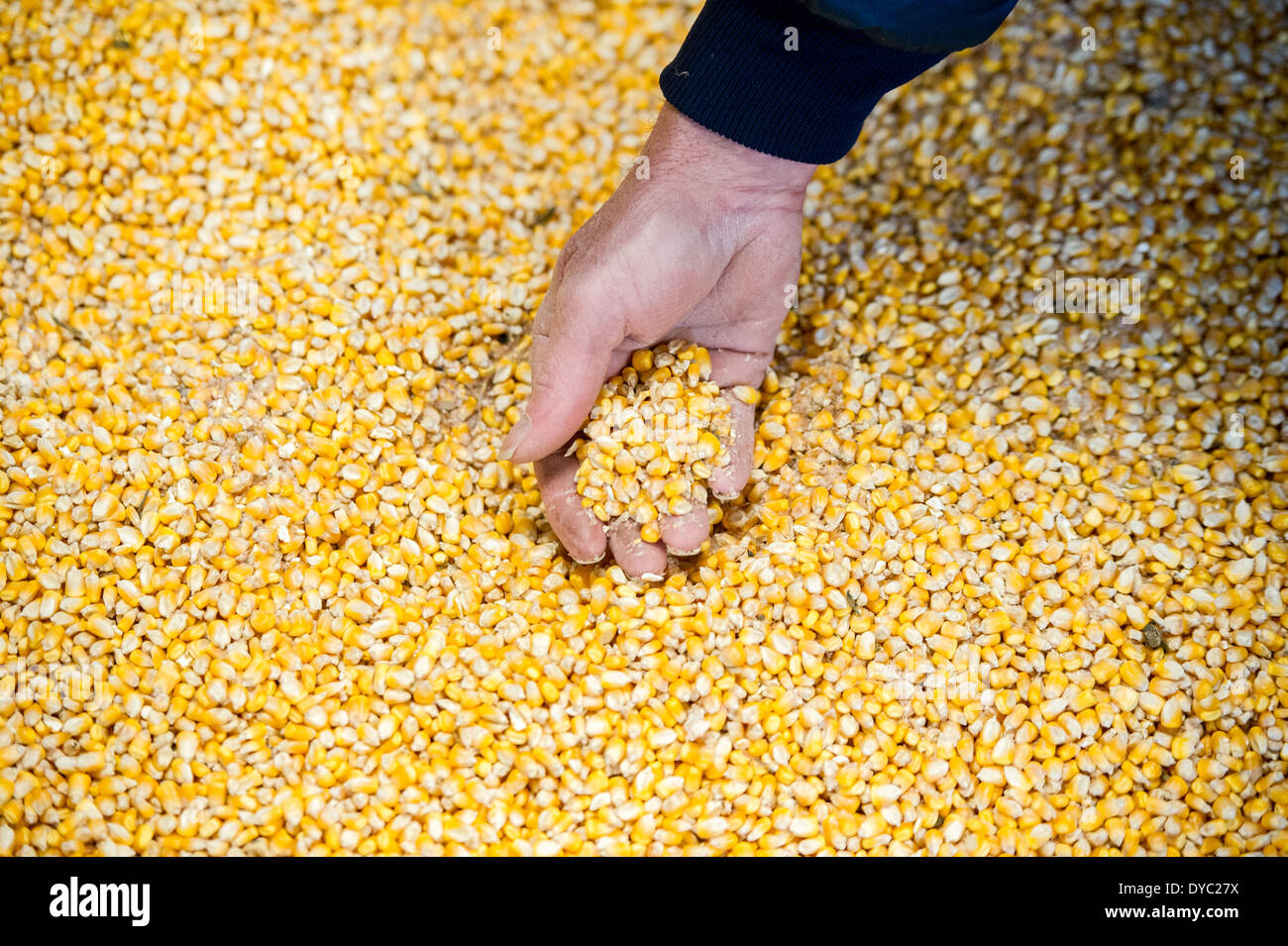 Old farmer's hand holding handful of corn Stock Photo - Alamy