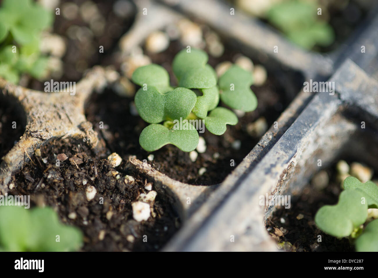 Seedlings growing in seed flats in a green house Stock Photo - Alamy
