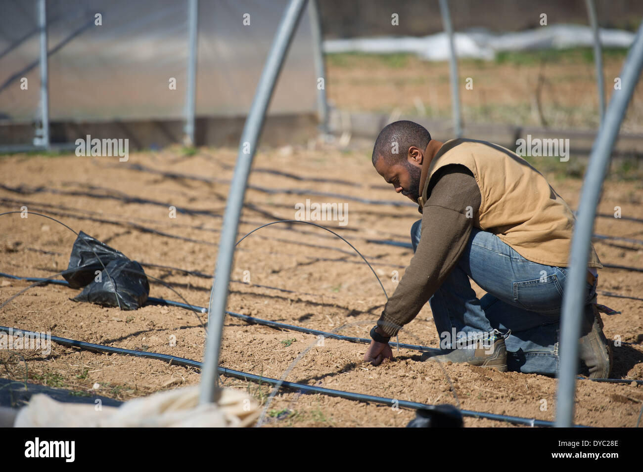 African American farmer examining irrigation system Stock Photo - Alamy