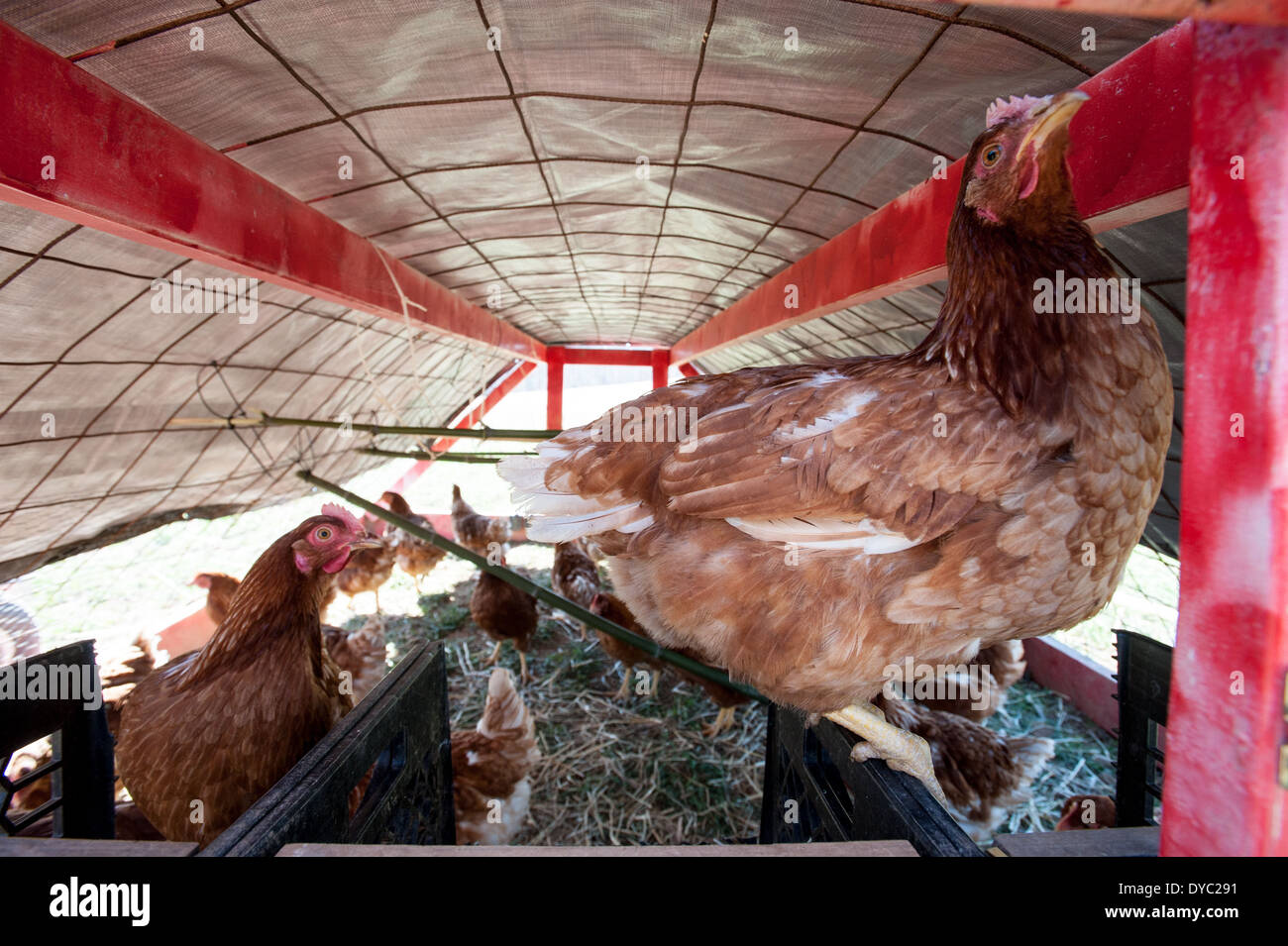 Laying hens hi-res stock photography and images - Alamy