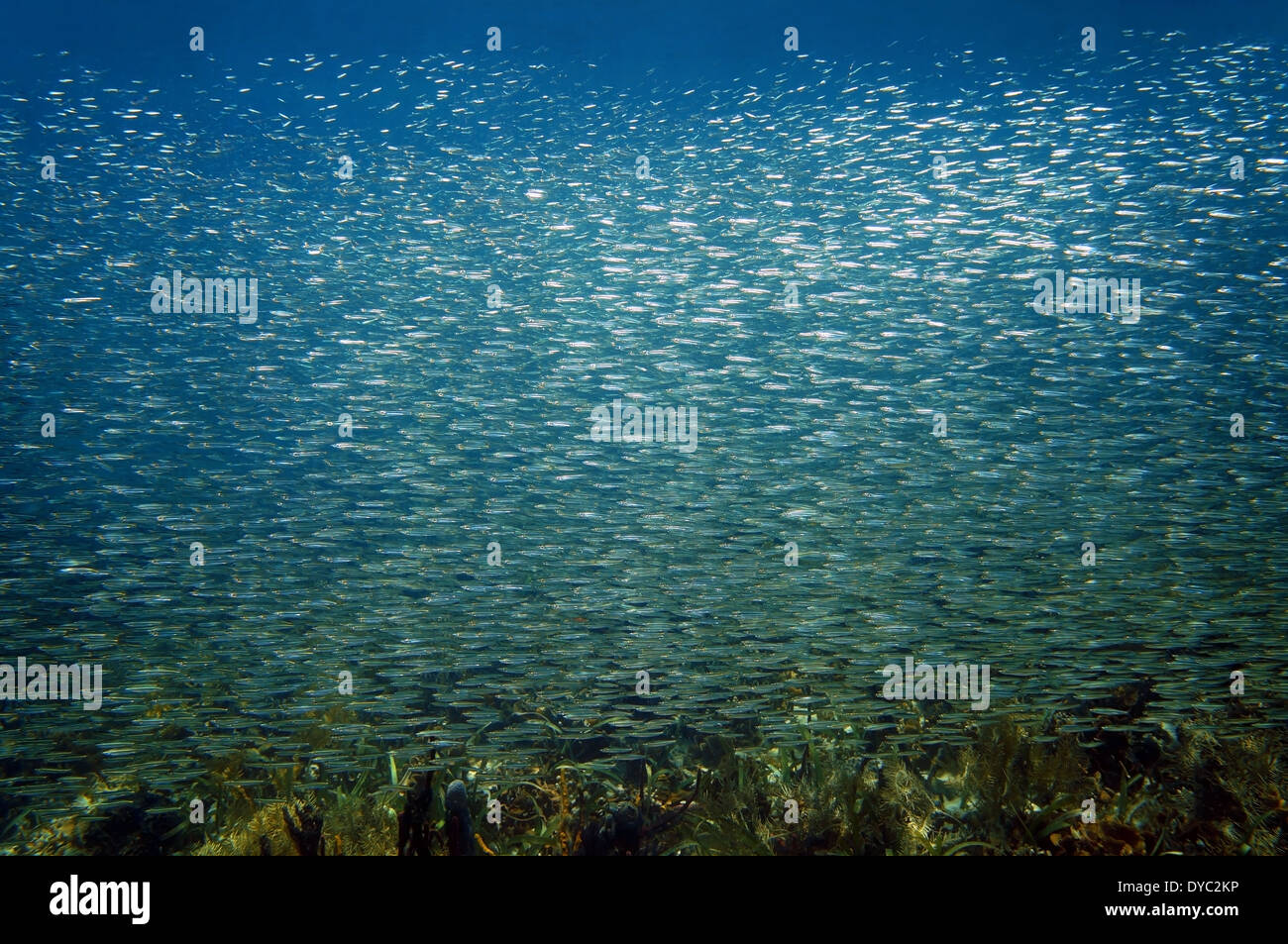 Large shoal of small fish swimming together, Caribbean sea, Bocas del ...
