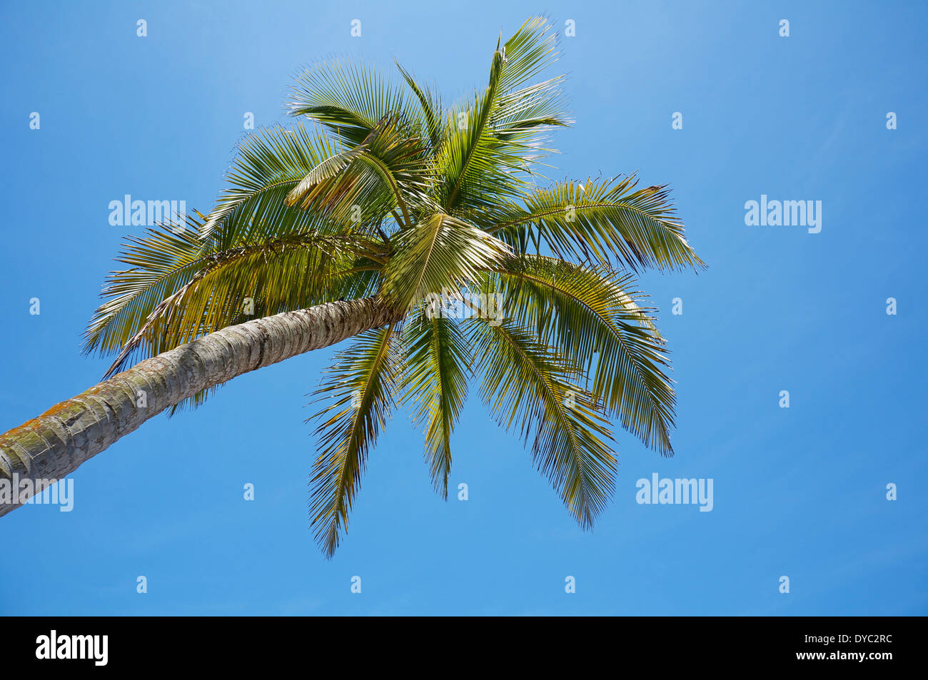 Under a coconut tree with blue sky in background Stock Photo - Alamy
