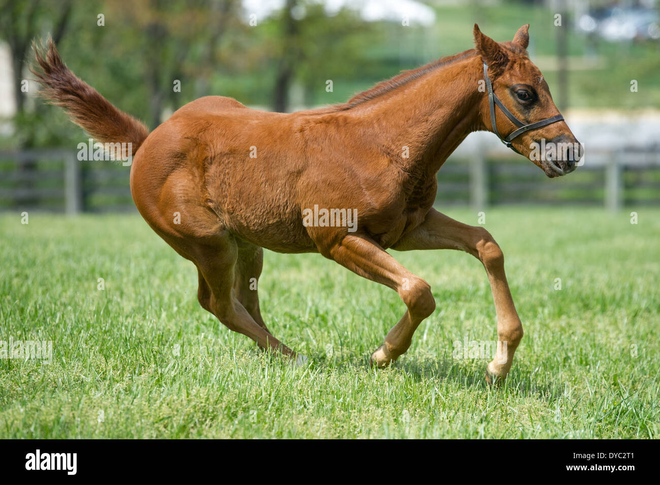 Images Of Baby Horses Running Page 2 | Baby Horse Stock Photos, Images