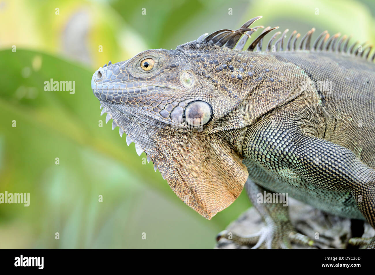 A green iguana in profile Stock Photo - Alamy