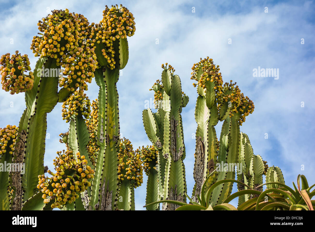 Columnar cacti hi-res stock photography and images - Alamy