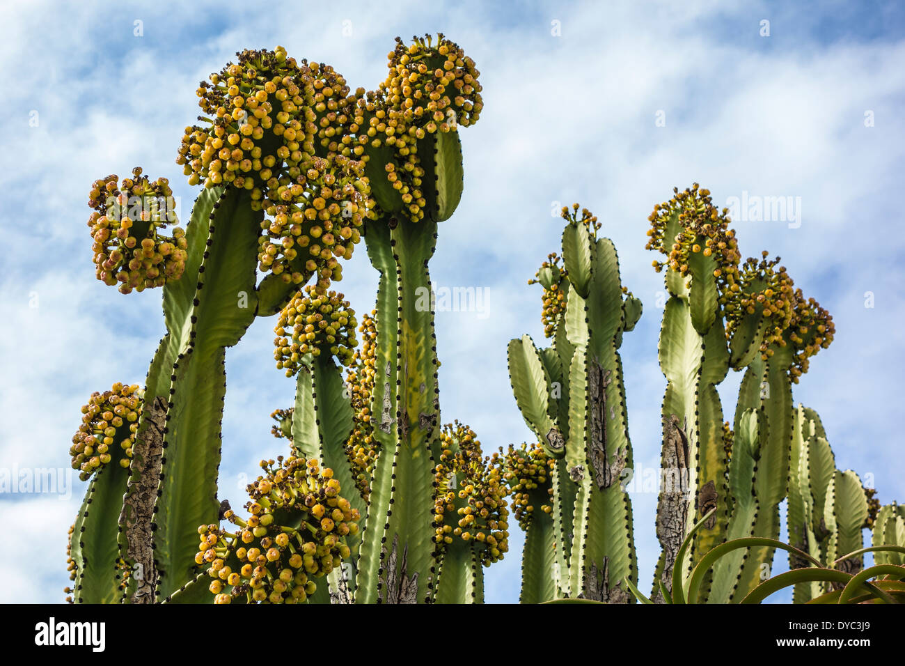 Columnar cacti hi-res stock photography and images - Alamy