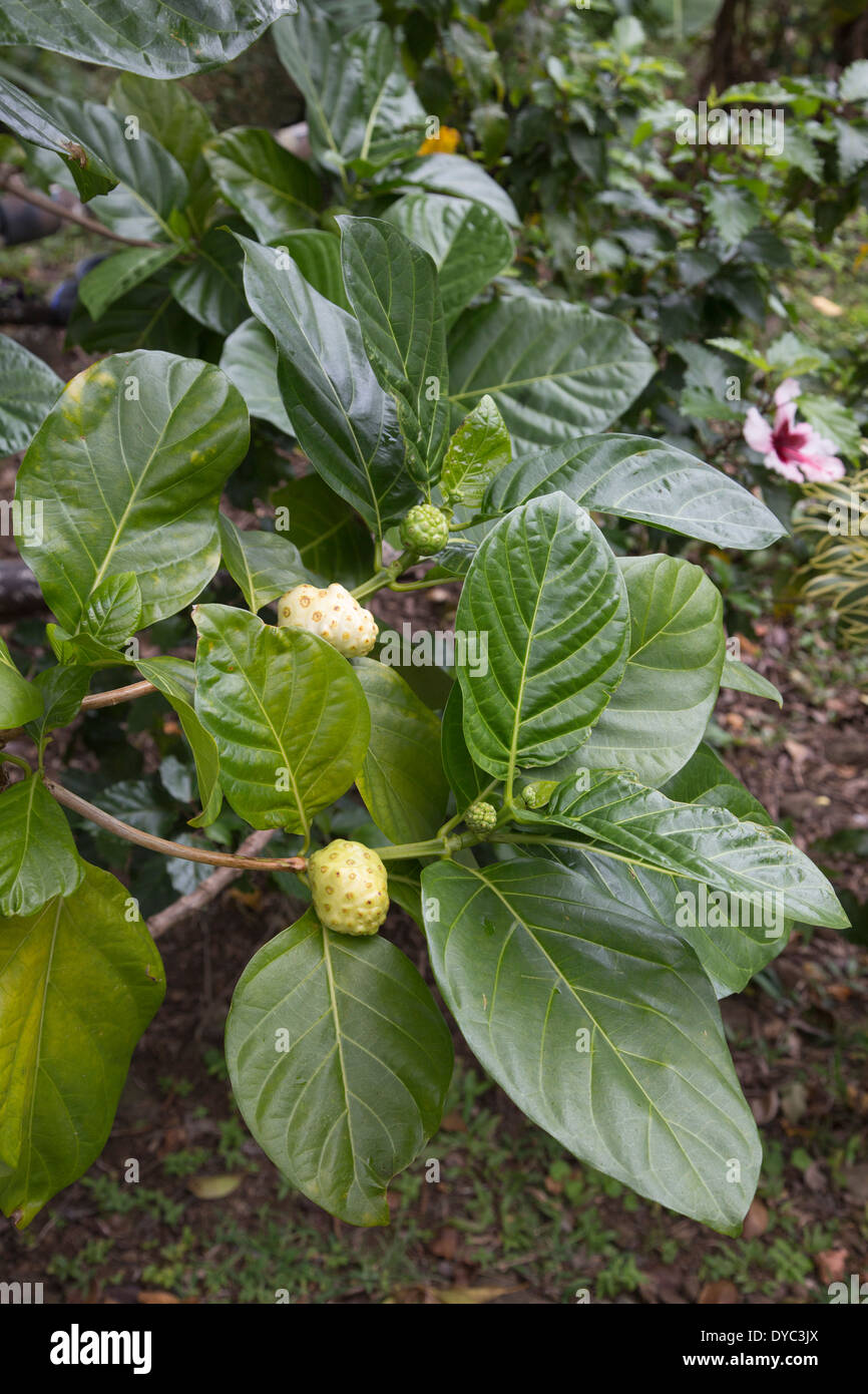 Noni (Morinda citrifolia) fruit growing in tropical garden on Kauai ...