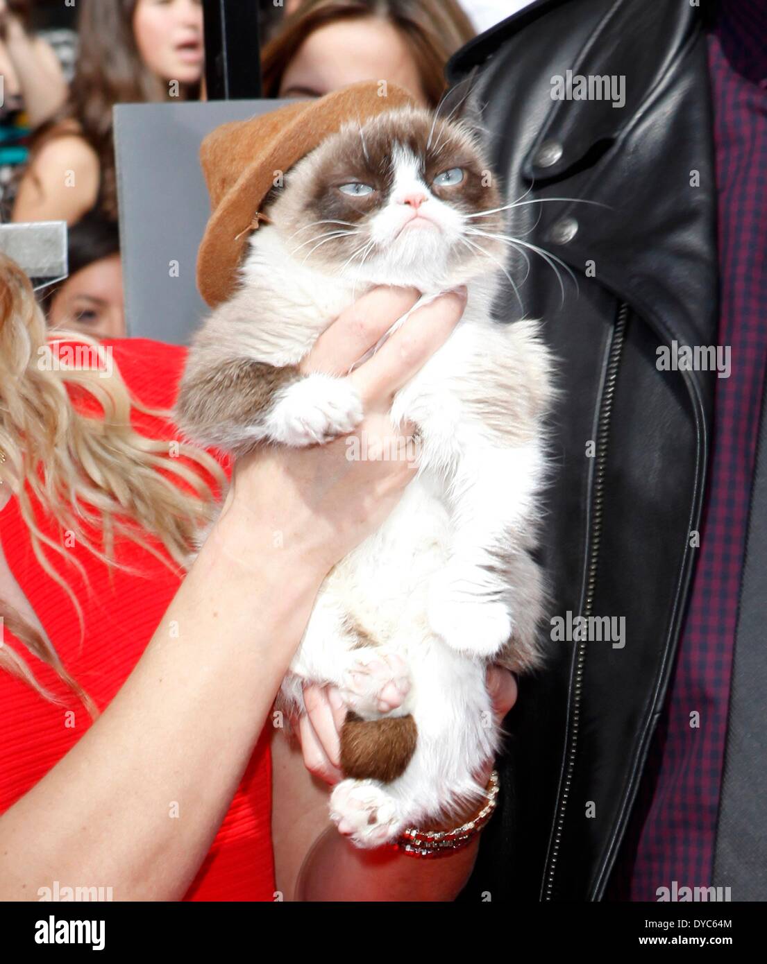 Los Angeles, CA, USA. 13th Apr, 2014. Grumpy Cat at arrivals for 2014 MTV Movie Awards ...