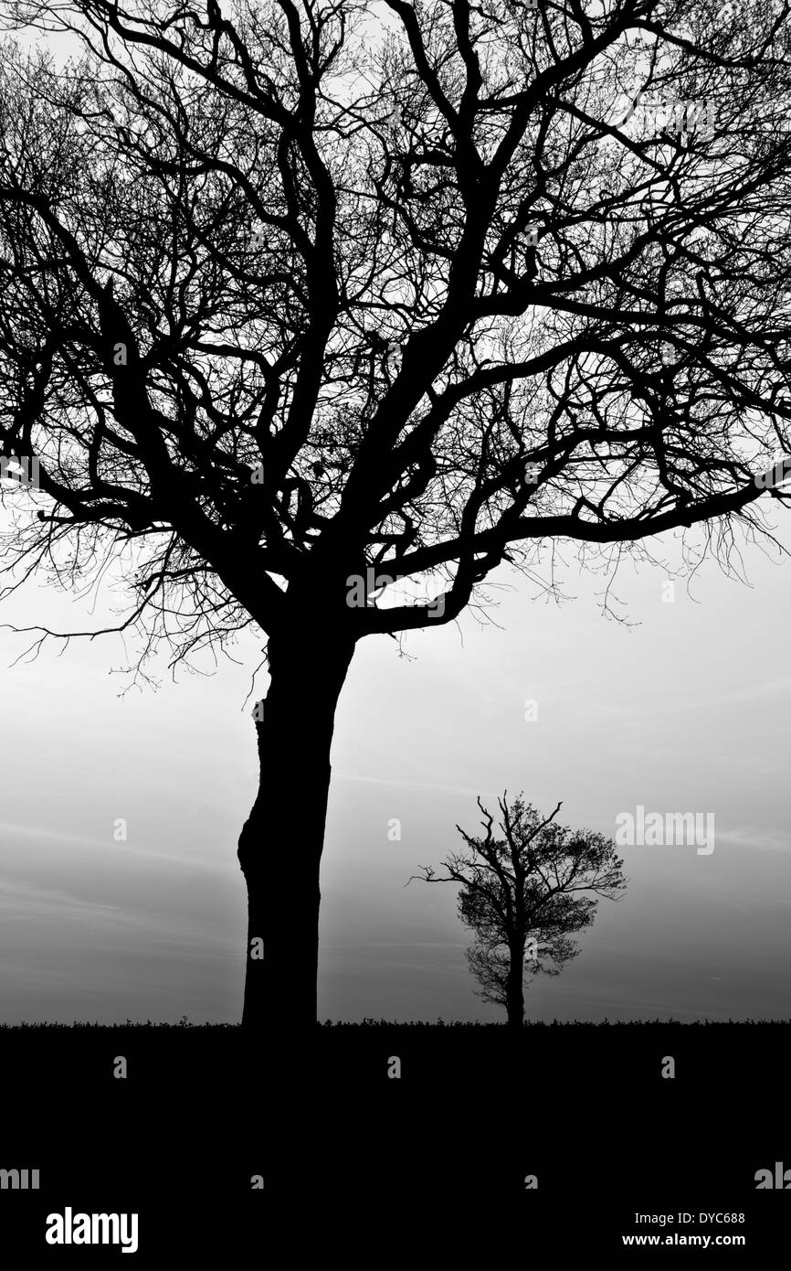 Two trees field hi-res stock photography and images - Alamy