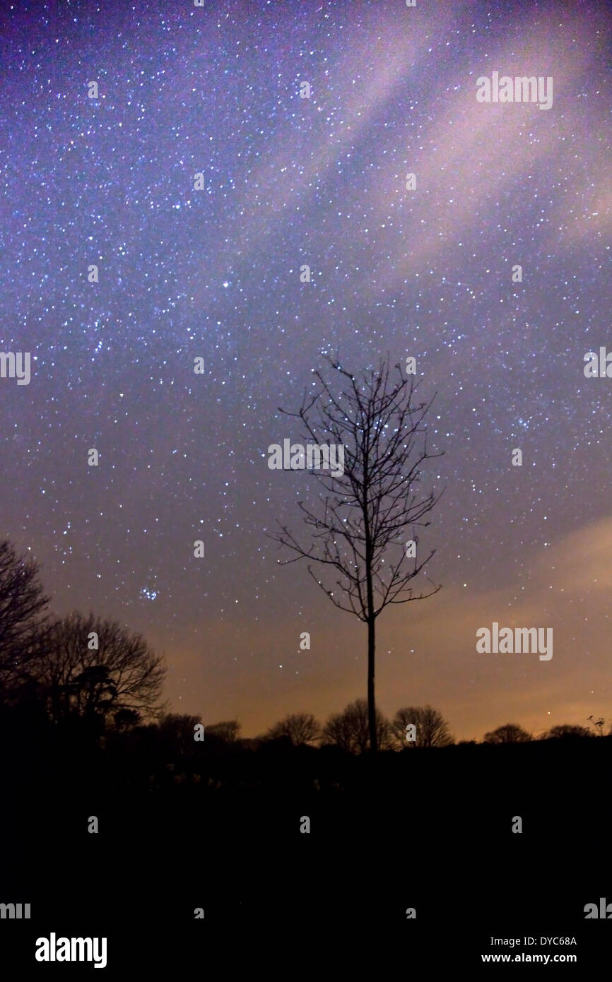Winter tree at night Stock Photo - Alamy