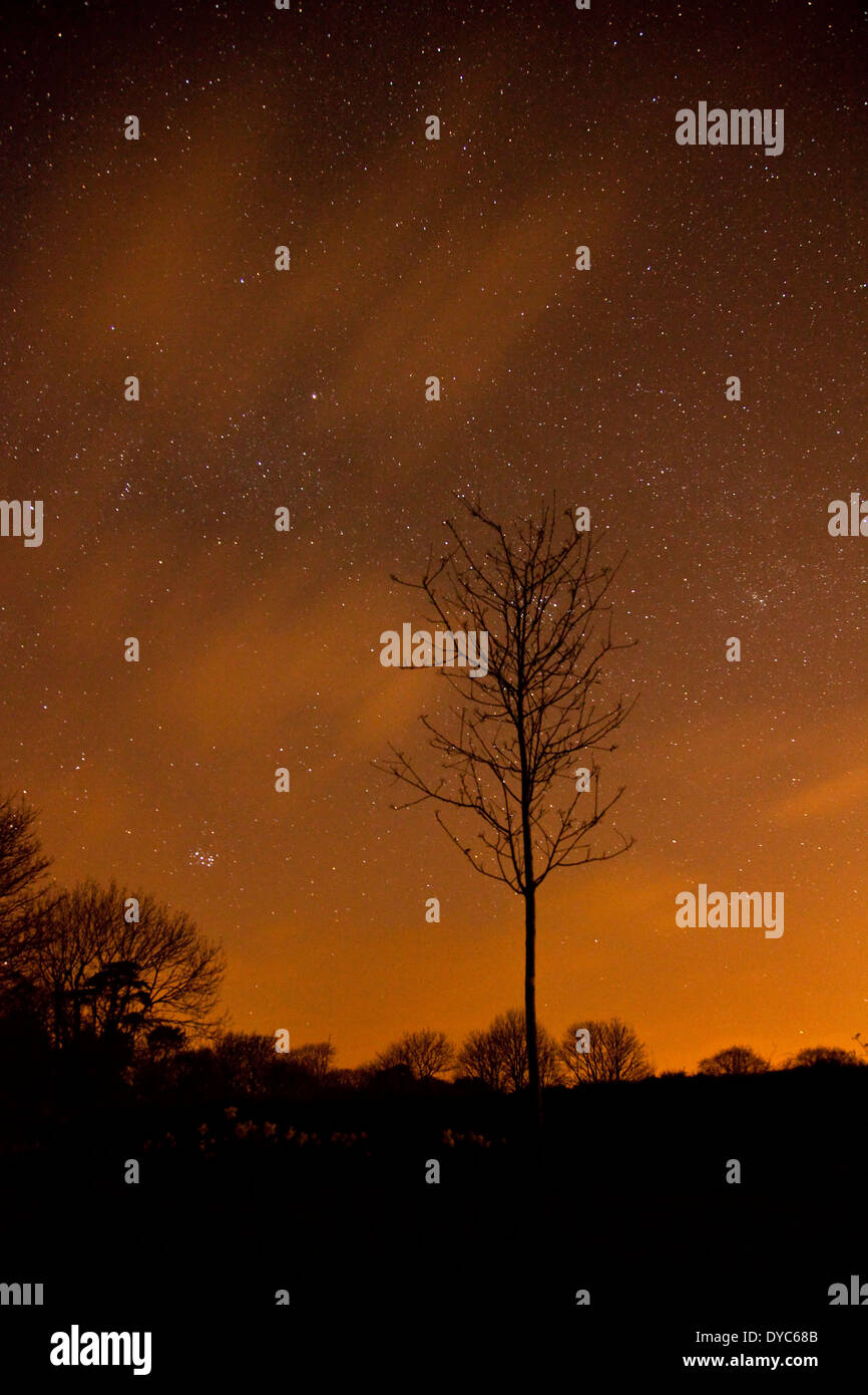 Silhouetted tree hi-res stock photography and images - Alamy