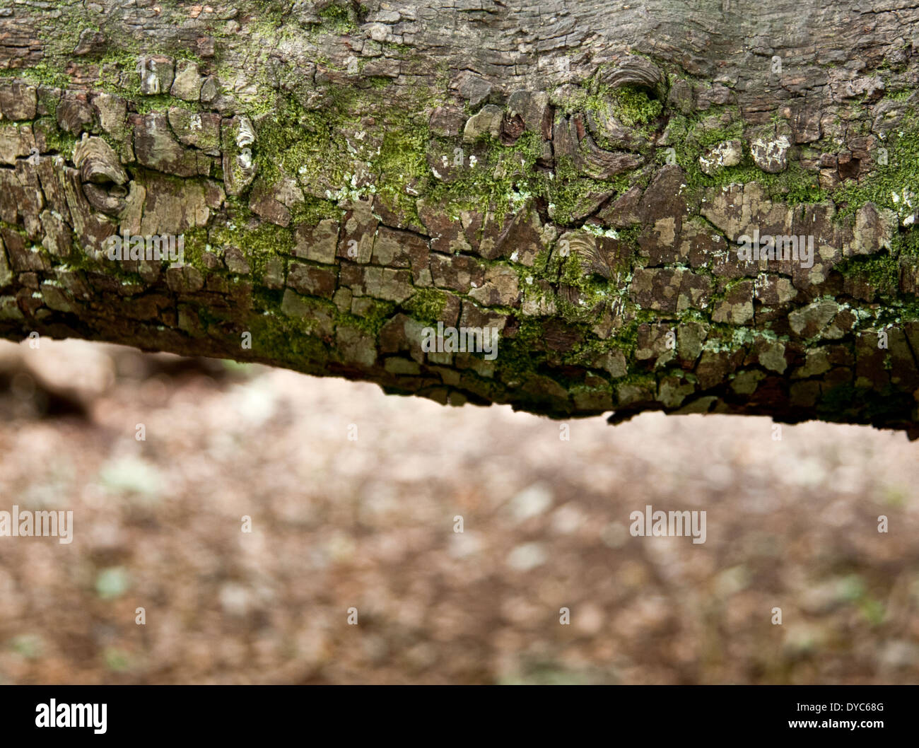 Cracking branch hi-res stock photography and images - Alamy