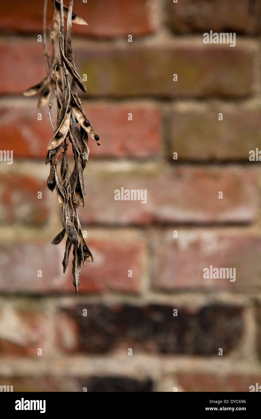 Hanging seed pod Stock Photo - Alamy