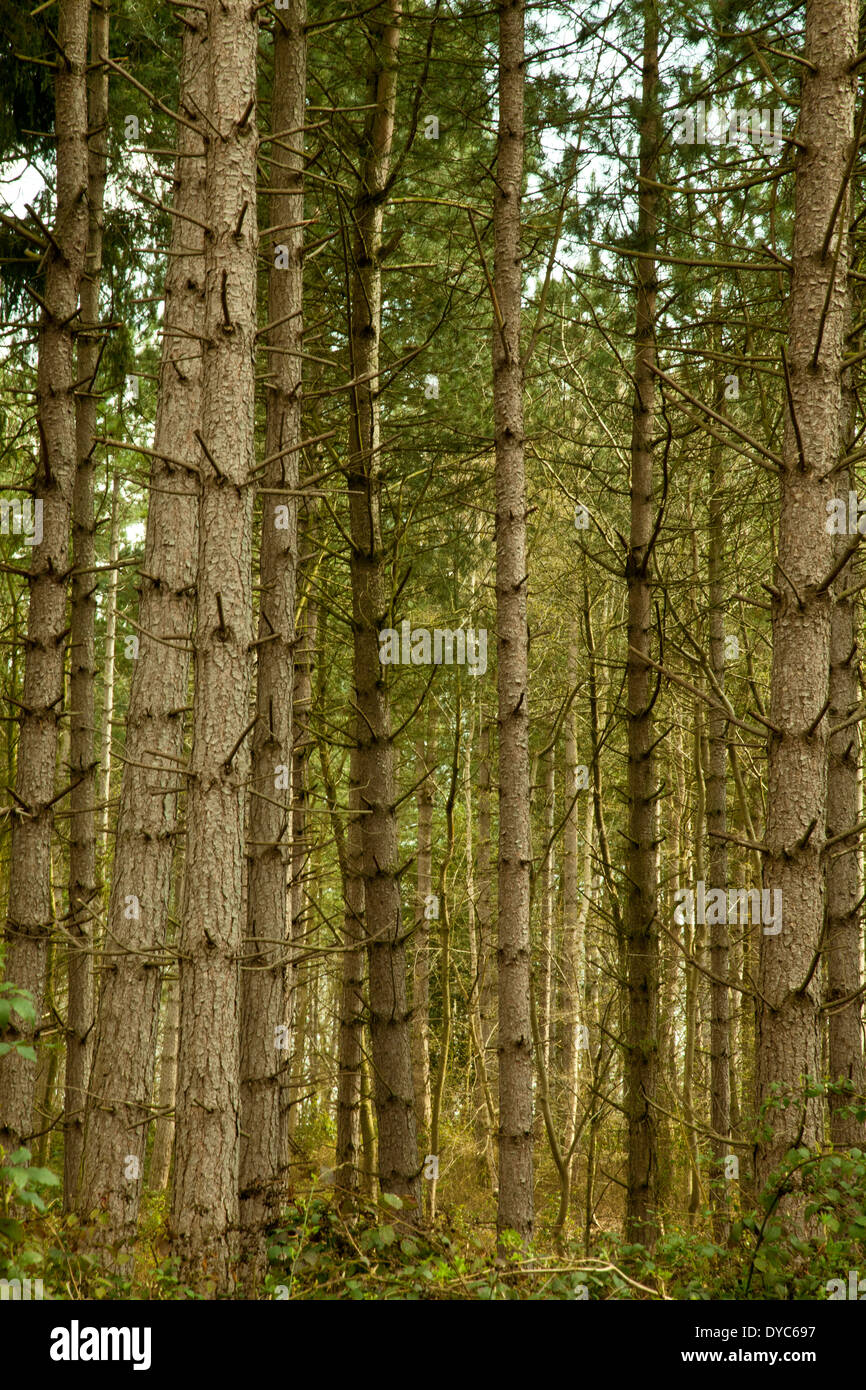 Trees portrait hi-res stock photography and images - Alamy