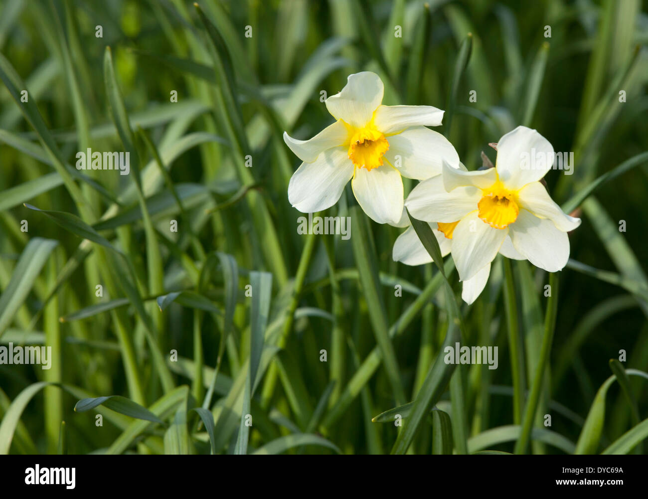 Honesty and daffodils hi-res stock photography and images - Alamy