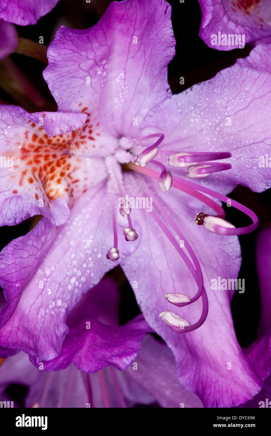 Mauve rhododendron hi-res stock photography and images - Alamy